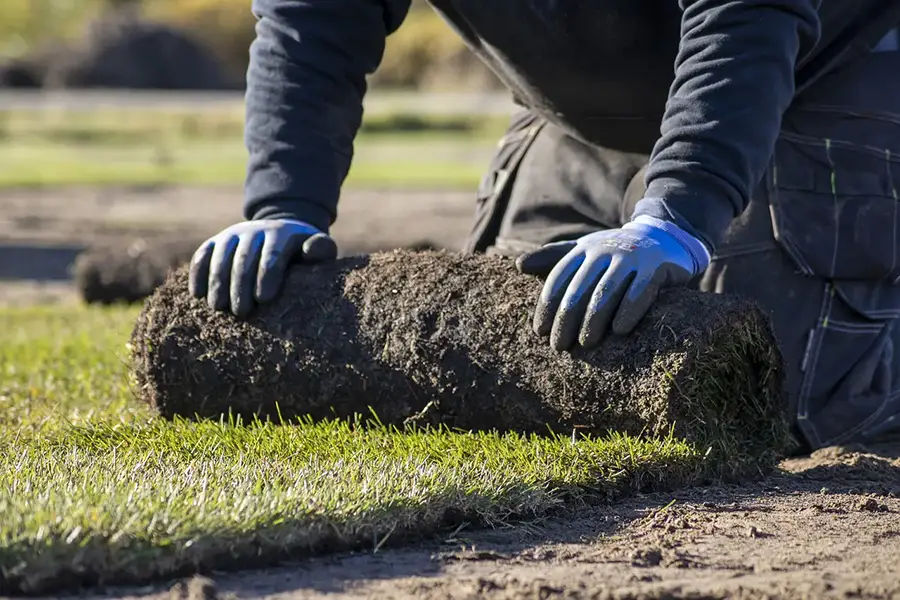 Can You Save a Dead Lawn? When to Repair vs. Replace - Formby Gardener