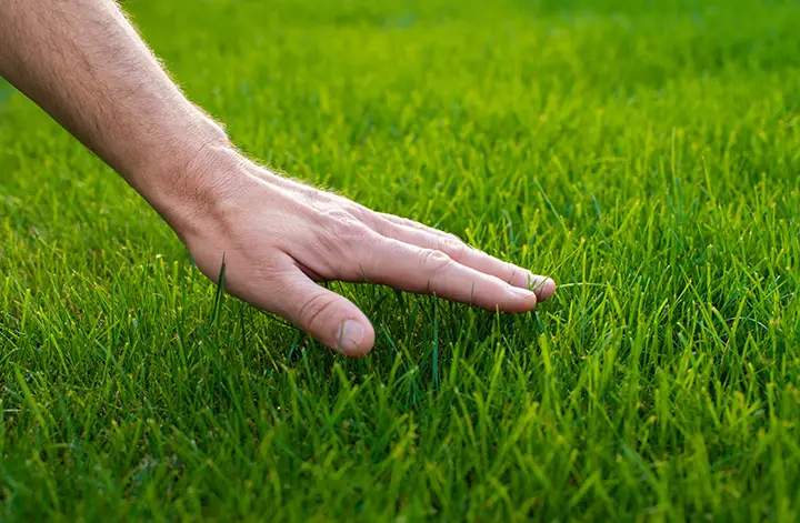 The Complete UK Lawn Renovation Guide (2026 Edition) - Formby Gardener