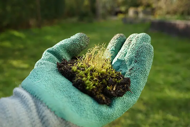 Diagnosing Common UK Lawn Problems: Moss, Thatch, Bare Patches & Weeds ...