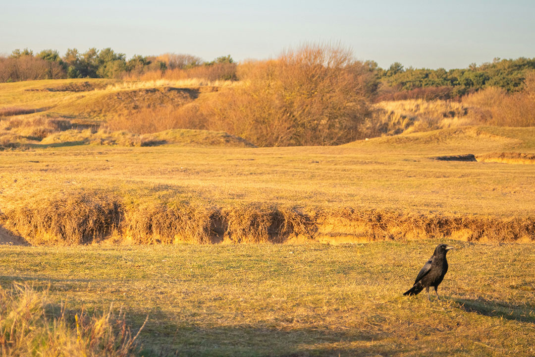 Formby’s Soil: What Grows Well and What to Watch Out For - Formby Gardener