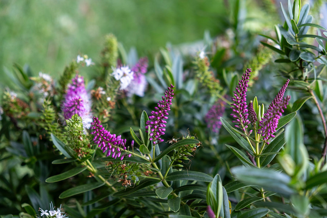 Best Evergreen Shrubs for Sandy, Coastal Gardens - Formby Gardener